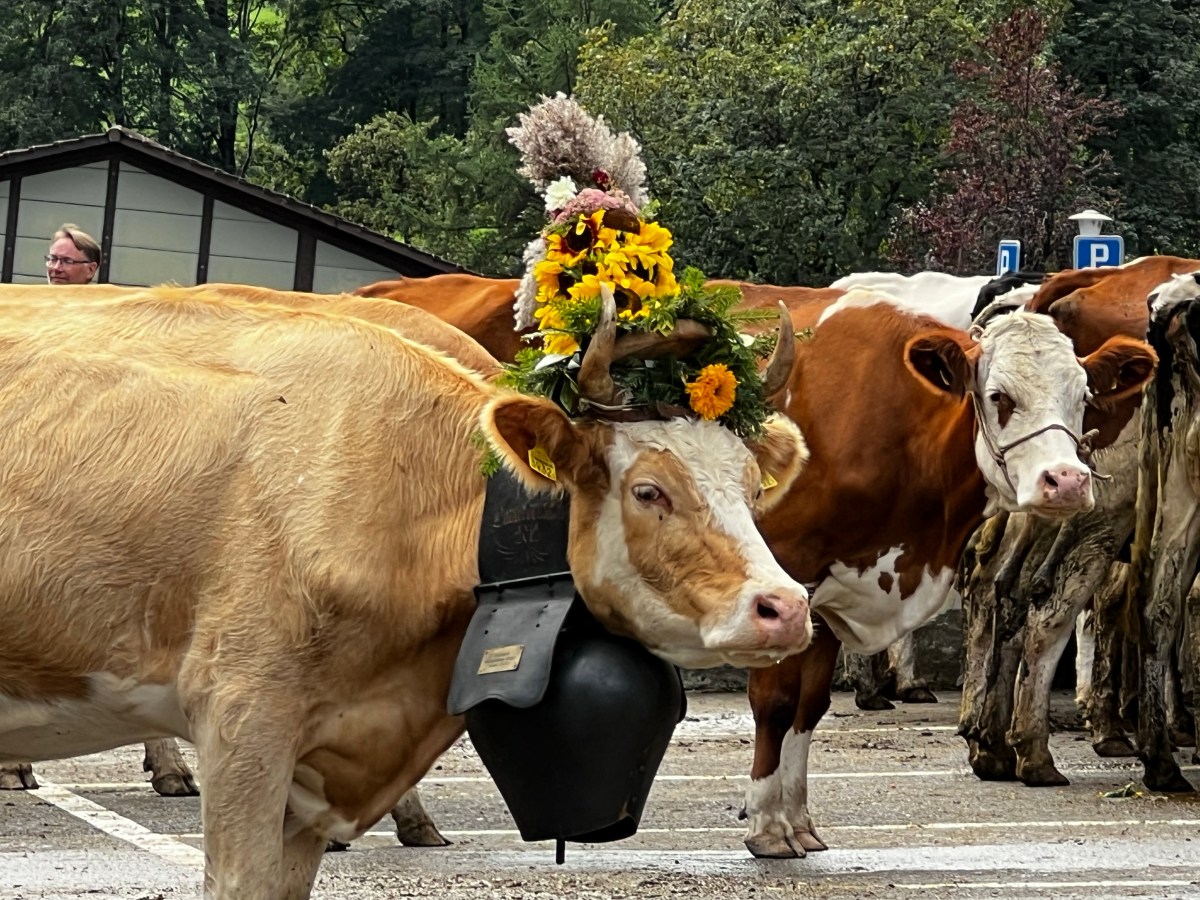 Running of the Cows – TerraTraveler